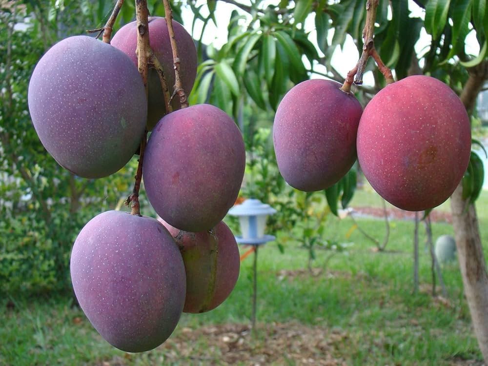 Kasturi Mango Tree (Manomano) - Himowing Landscape