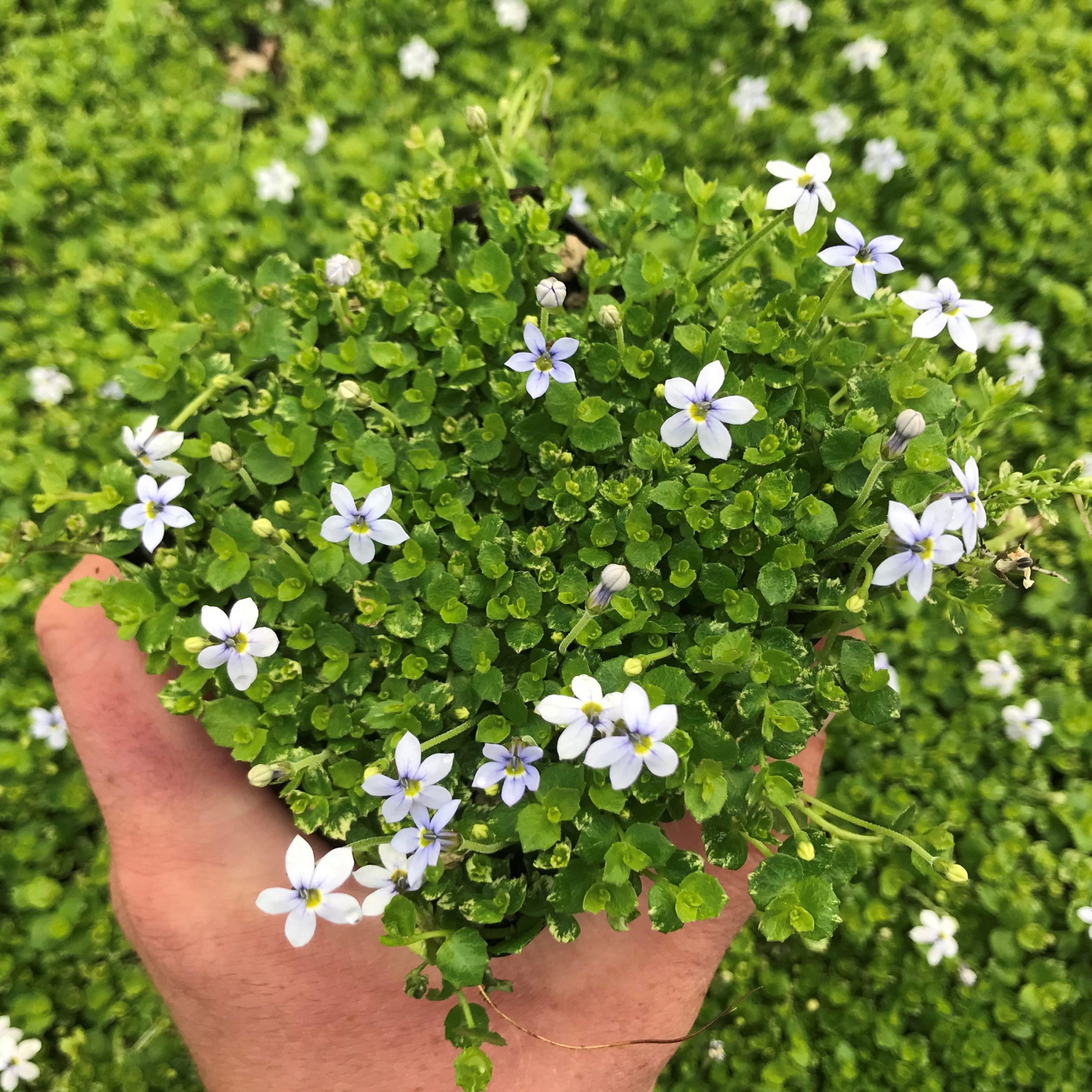 Blue Star Creeper - Himowing Landscape